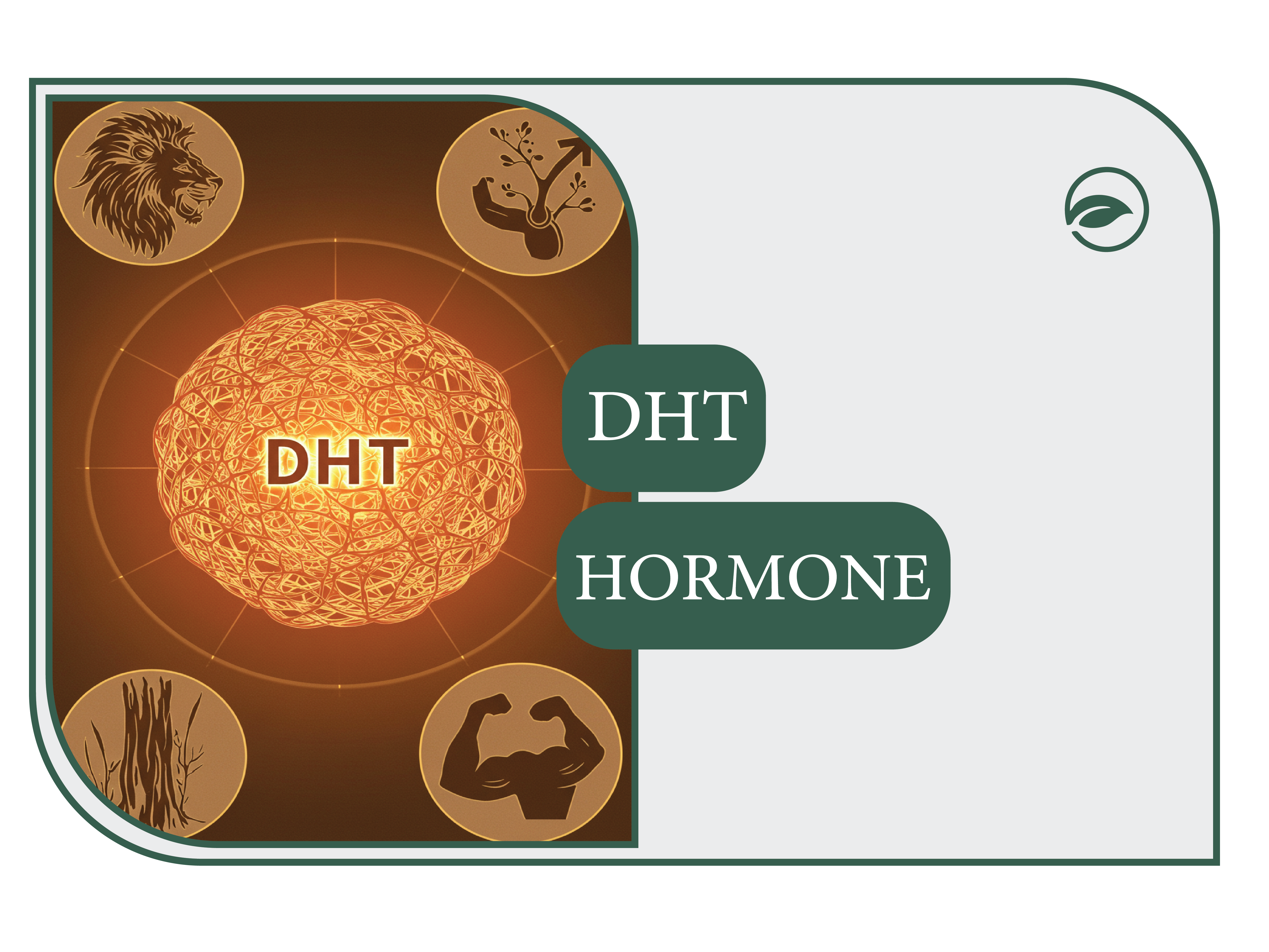 La DHT : Tout Savoir sur Cette Hormone Essentielle et Son Rôle dans le ...